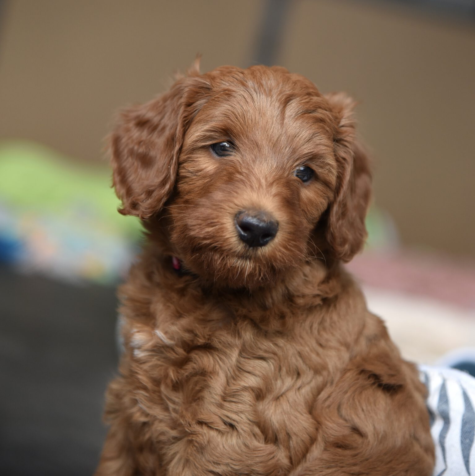 Australian Labradoodle Puppy’s | Dutchdoodles