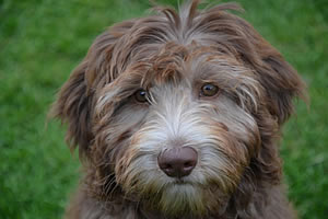 Australian Labradoodle Ras